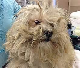 YOU WON'T BELIEVE THE TRANSITION OF THIS SCRUFFY UNKEMPT DOG